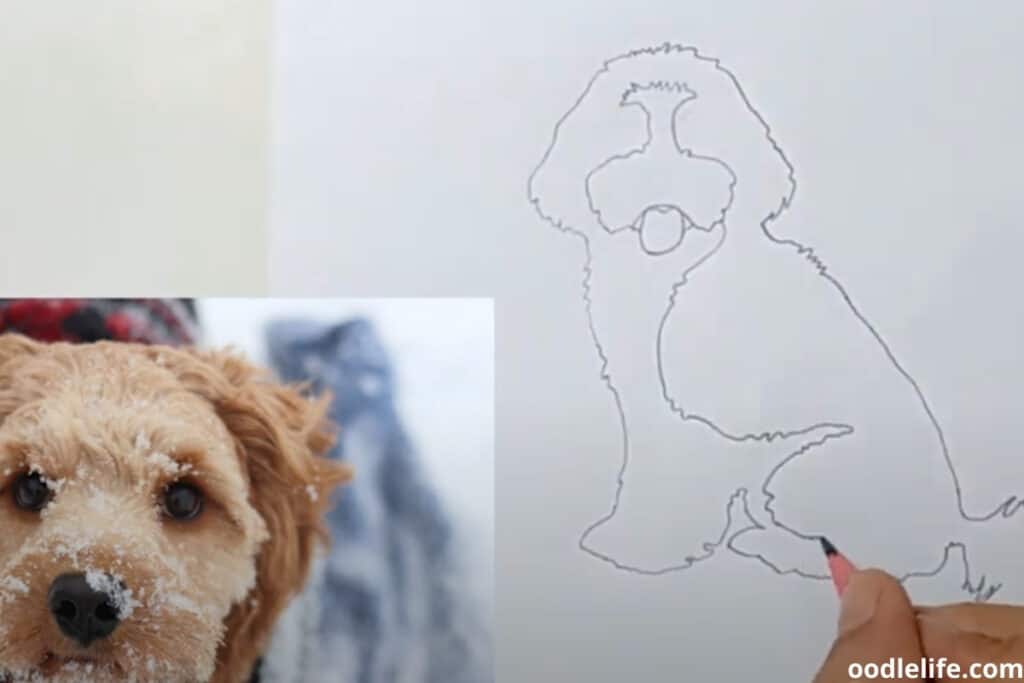 How To Draw A Cavapoo Puppy (Steps And Video) - Oodle Life