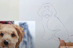 How To Draw A Cavapoo Puppy (Steps And Video) - Oodle Life