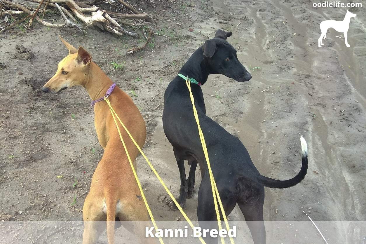 11 Best Tall Skinny Dog Breeds (With Photos) - Oodle Life