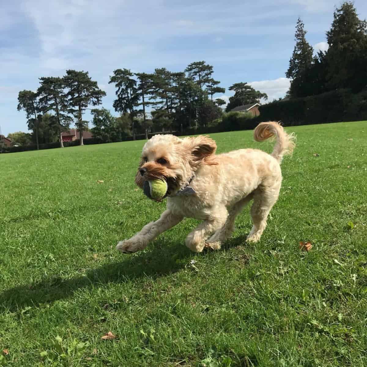 11 Great Toys For Cavapoos [Best Cavoodle Toys] - OodleLife®