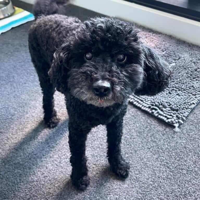 Why Does My Poodle Keep Peeing In The House? - Oodle Life
