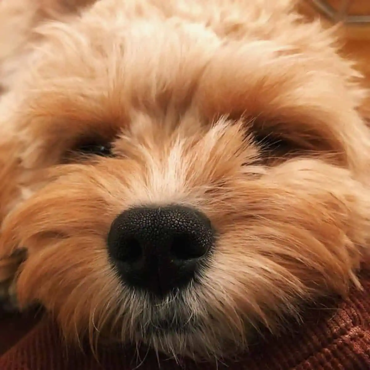 Do Cavapoos Like To Cuddle? - Oodle Life