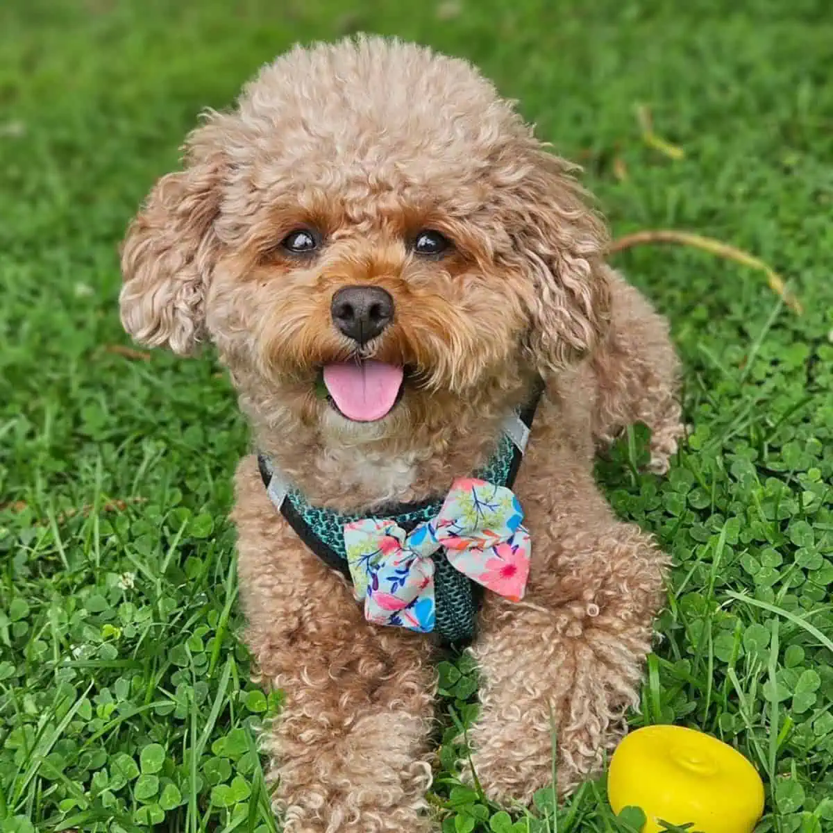 11 Great Toys For Cavapoos [Best Cavoodle Toys] - OodleLife®