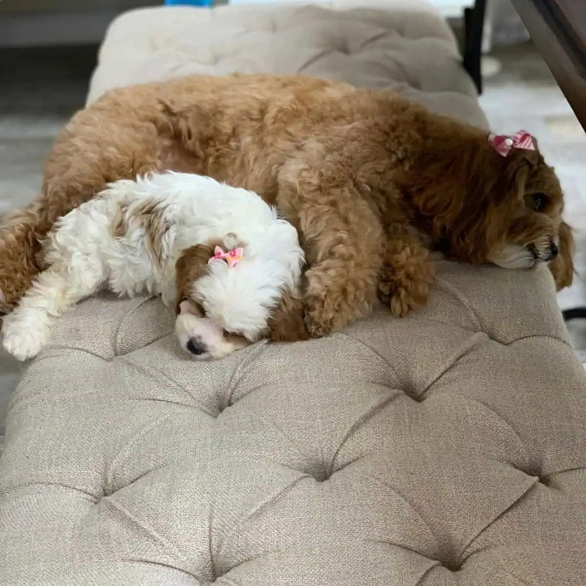 Do Cavapoos Like To Cuddle? - Oodle Life