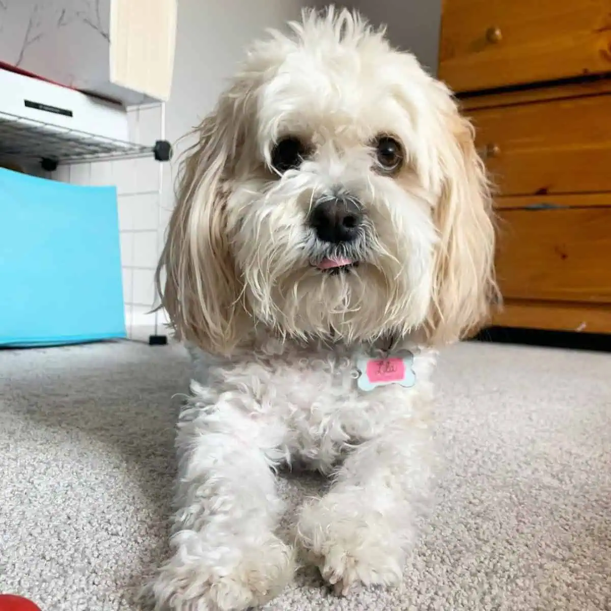 When To Get A Cavapoo Spayed? (Age Guide) - OodleLife®