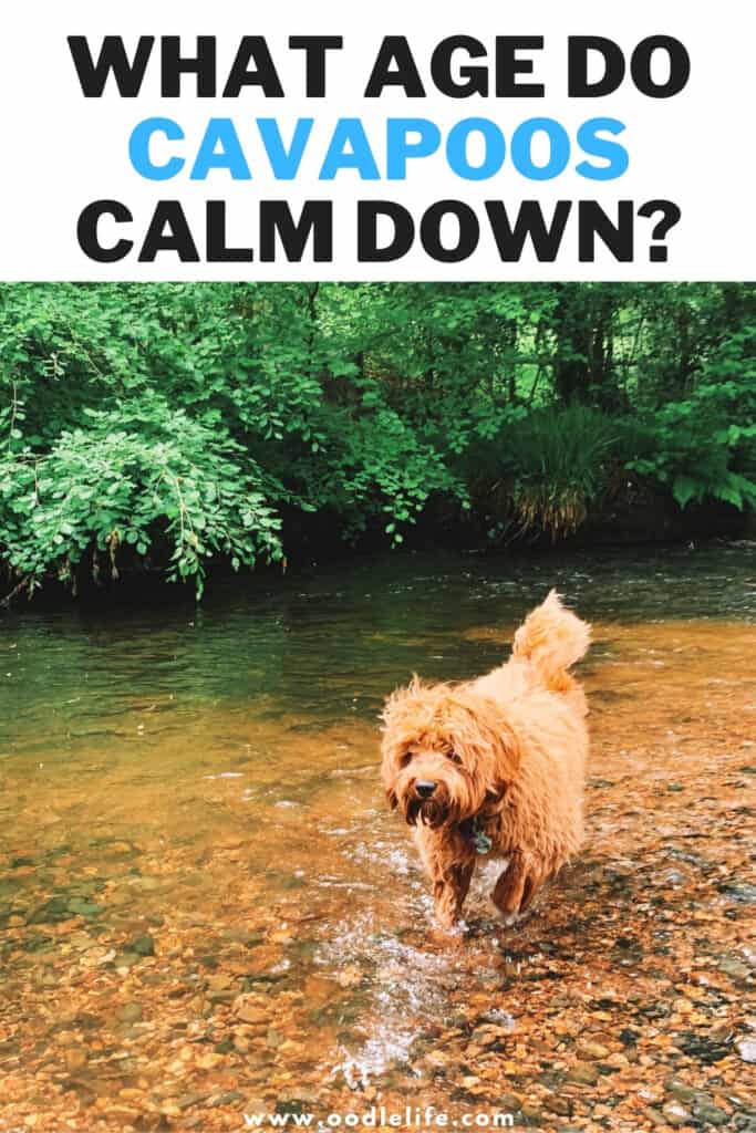 What Age Do Cavapoos Calm Down? - Oodle Life