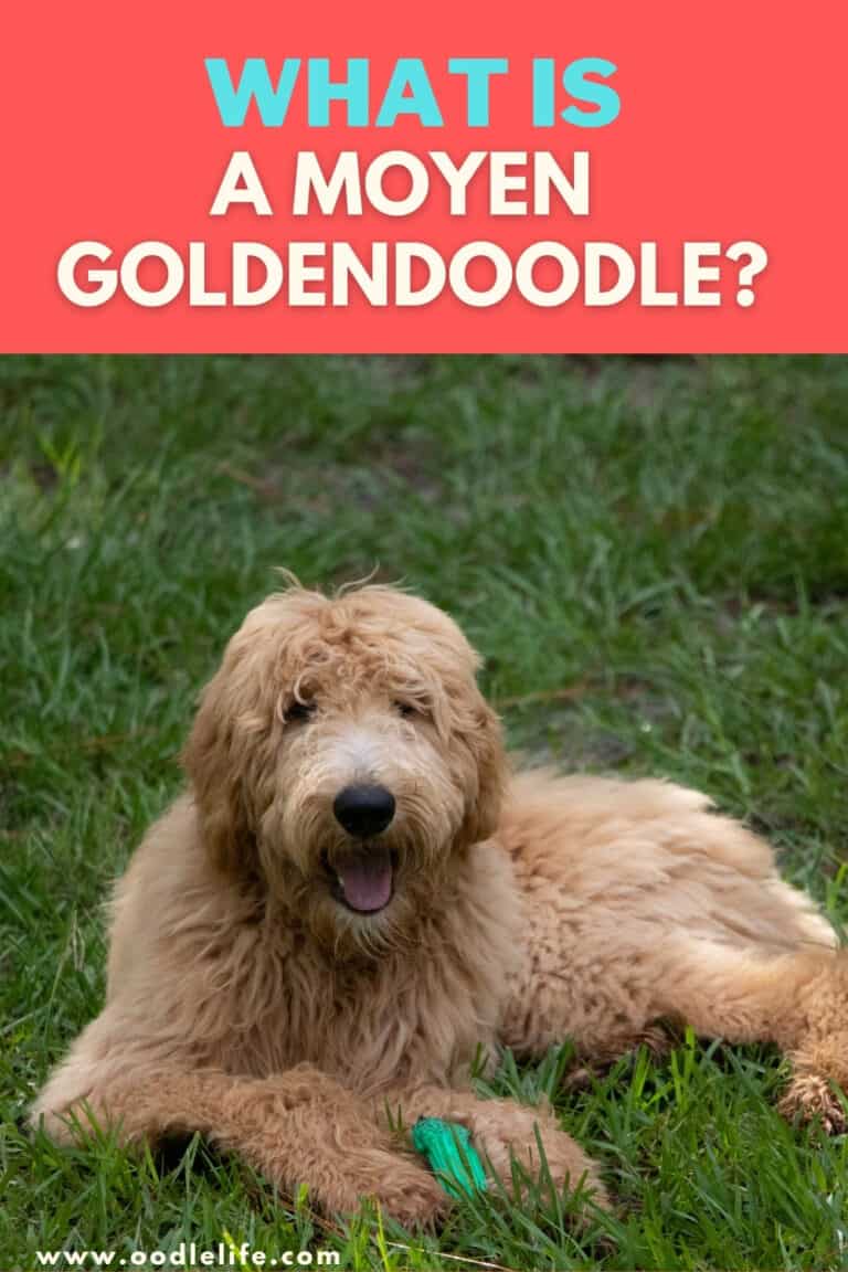 what-is-a-moyen-goldendoodle-oodle-life