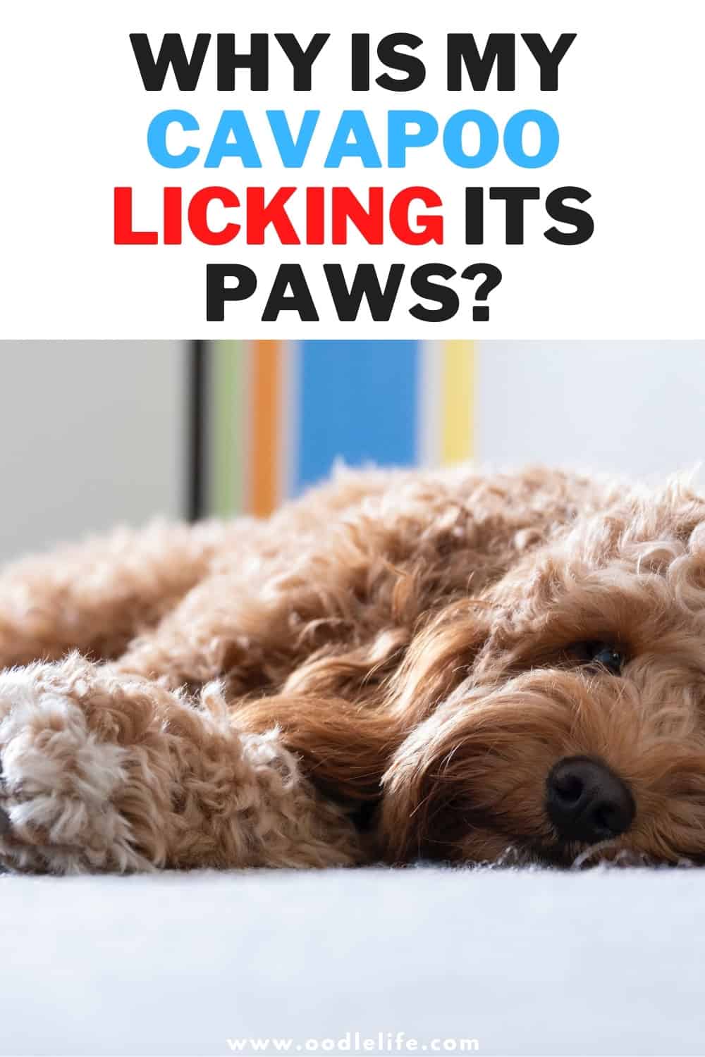 Why Is My Cavapoo Licking Paws? [Solutions] - Oodle Life