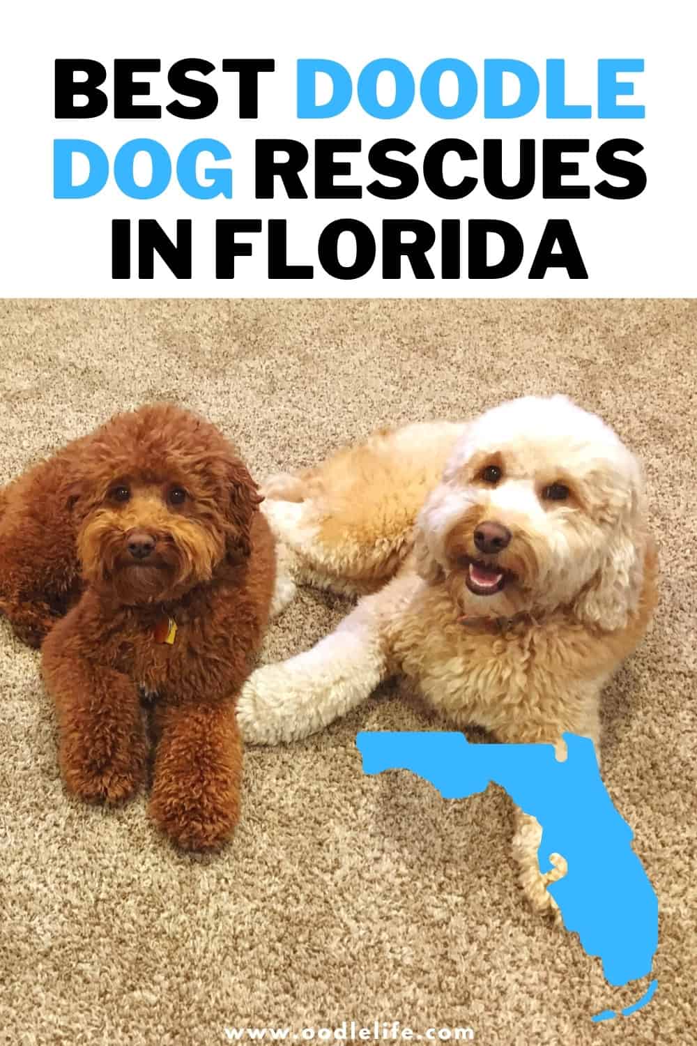 Best Doodle Rescues In Florida [2022] - Oodle Life