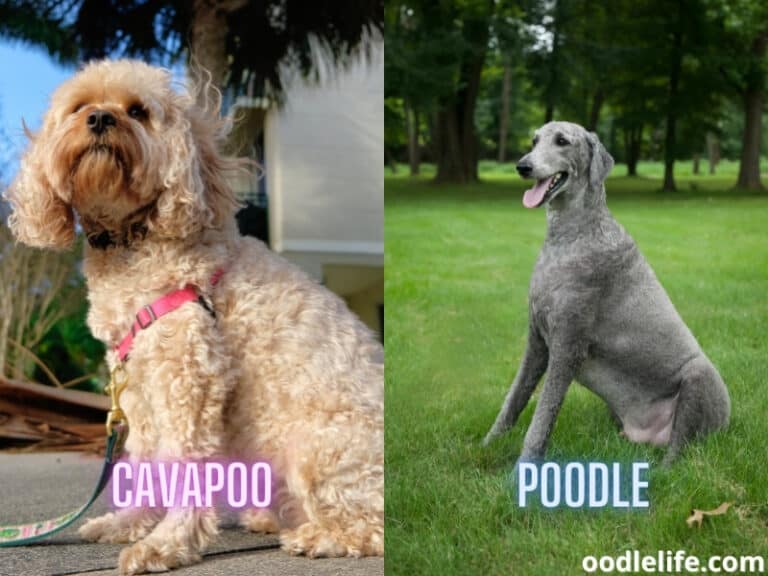 Cavapoo Vs Poodle Breed Comparison [with Photos] - Oodle Life