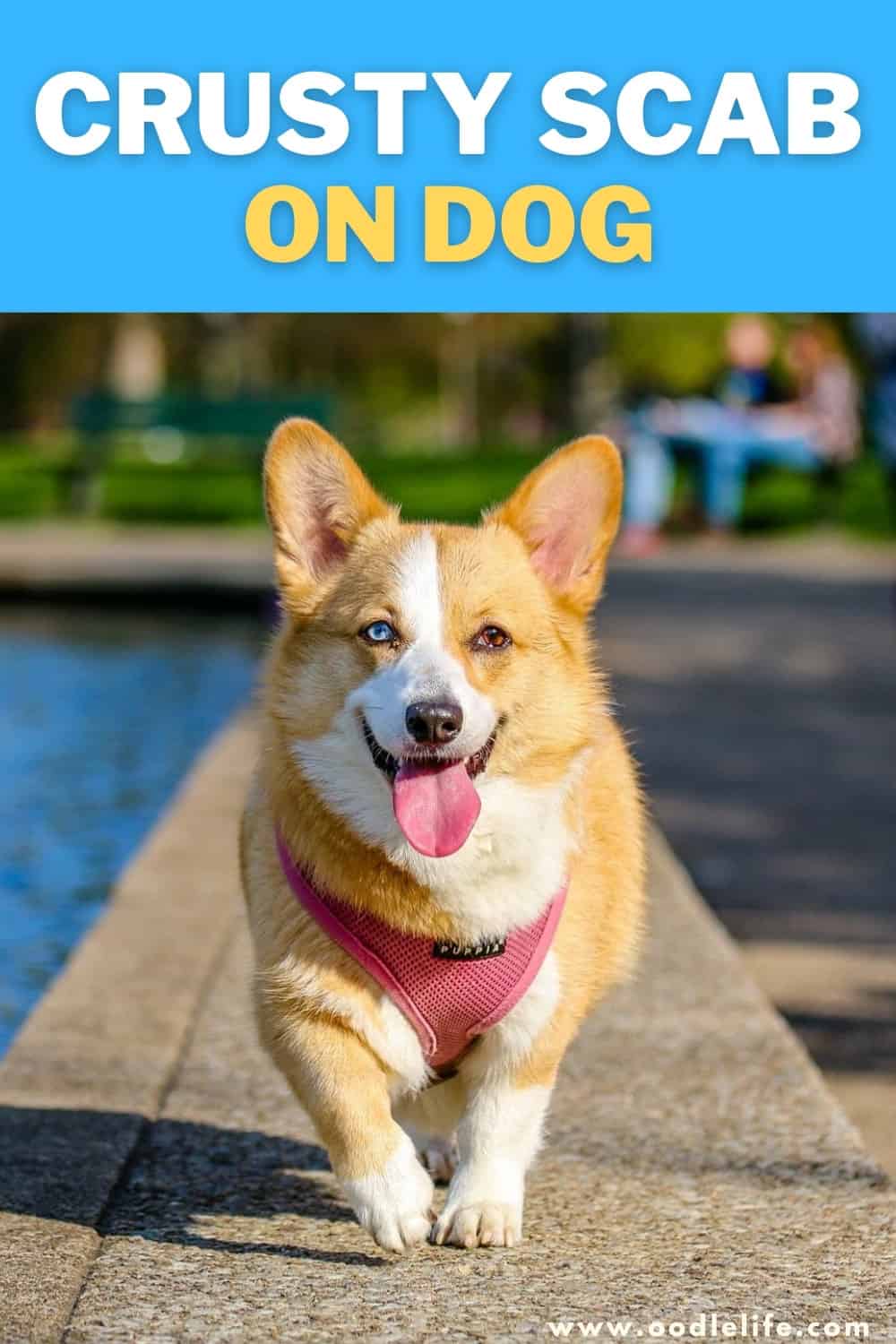 Crusty Scab On Dog [7 Causes] - Oodle Life