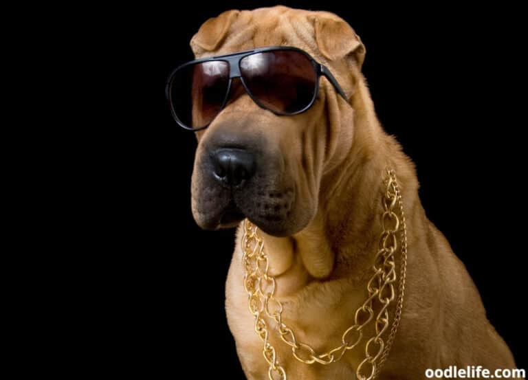 55 Actually Good Gangster Dog Names - Oodle Life