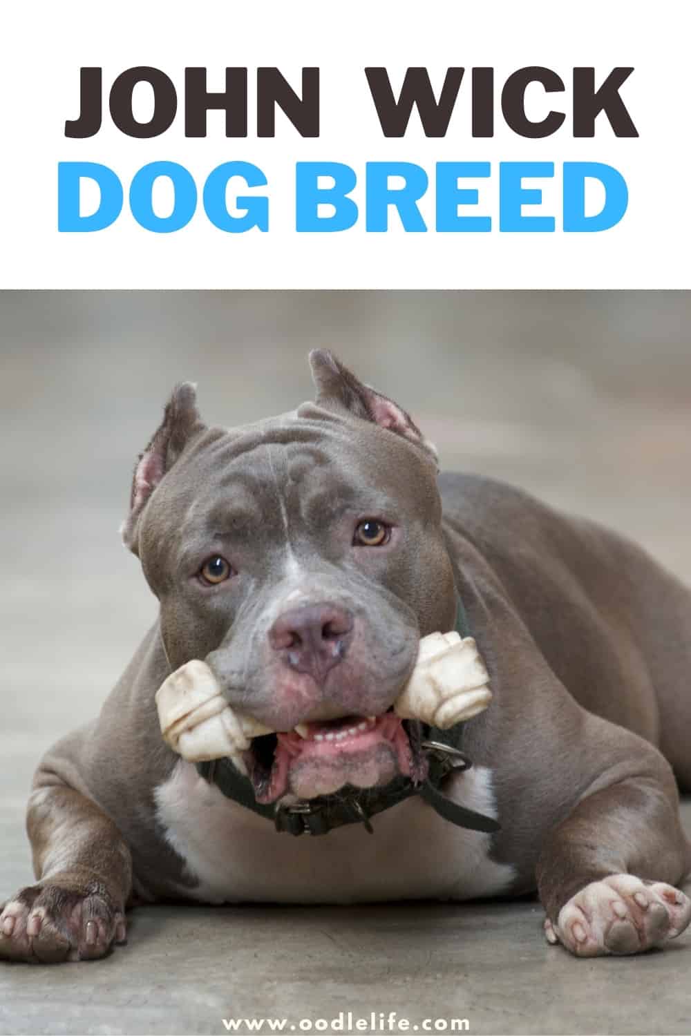 John Wick Dog Breed [Facts And Photos] - Oodle Life