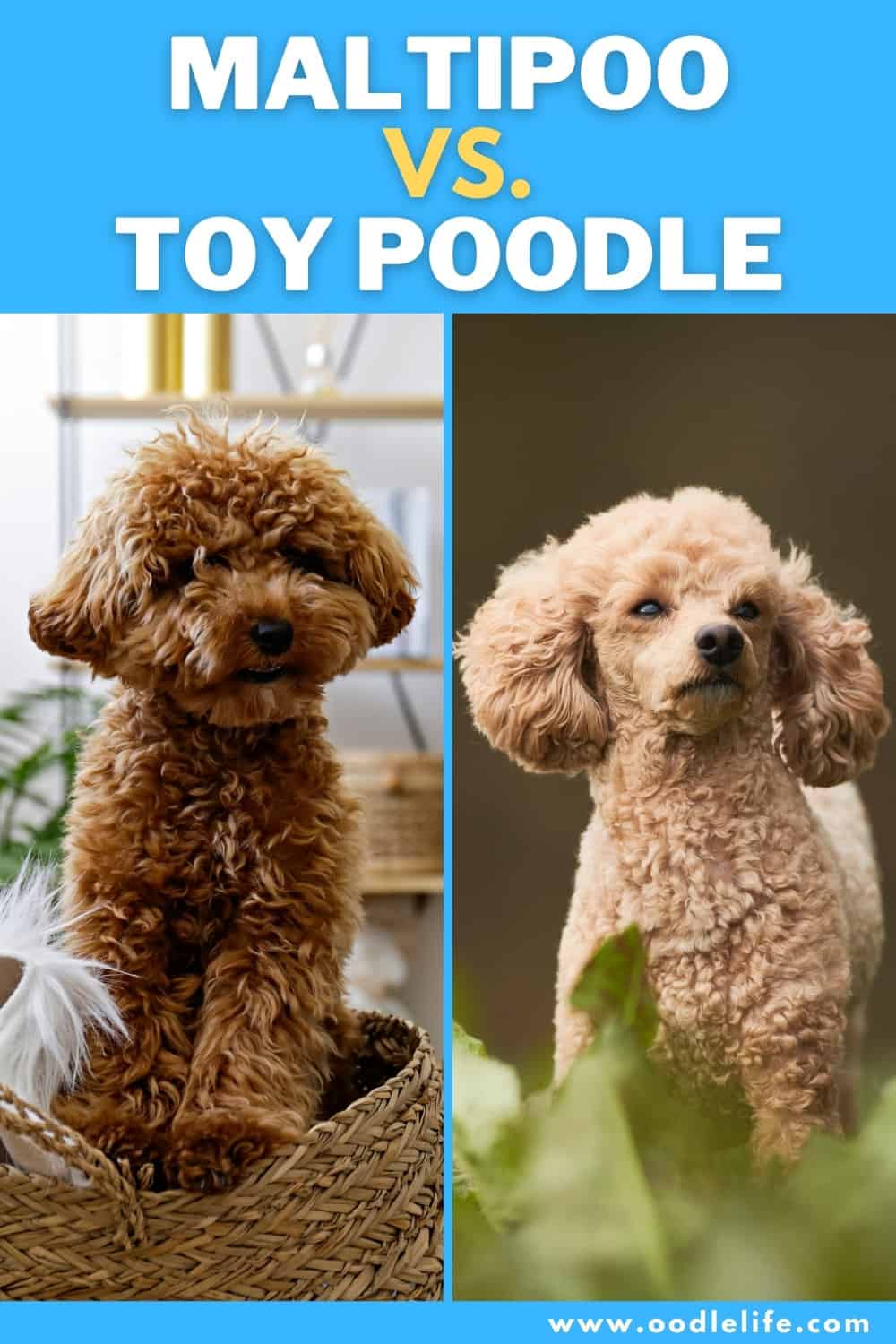 Maltipoo Vs Toy Poodle [Comparison With Photos] - Oodle Life