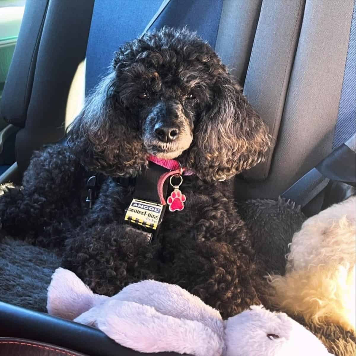 Cavapoo Vs Poodle Breed Comparison [with Photos] - Oodle Life