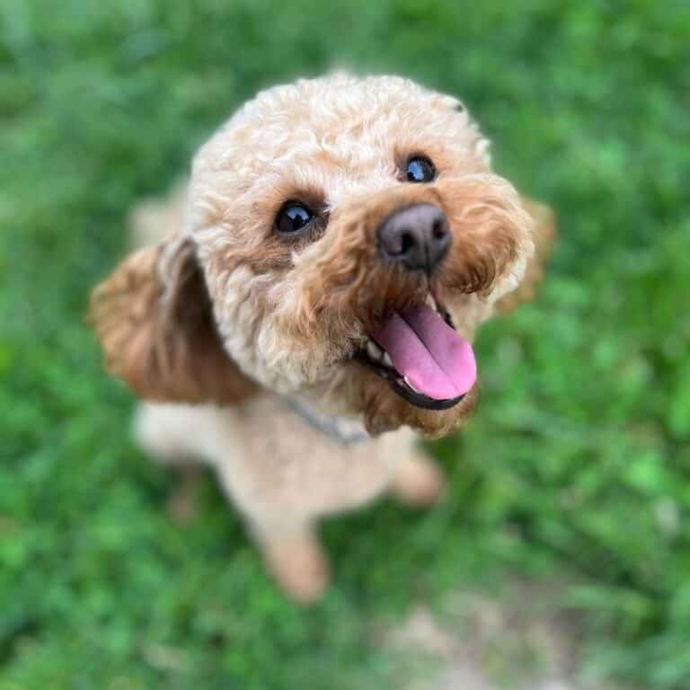 Why Do Poodles Shake? [5 Reasons] - Oodle Life