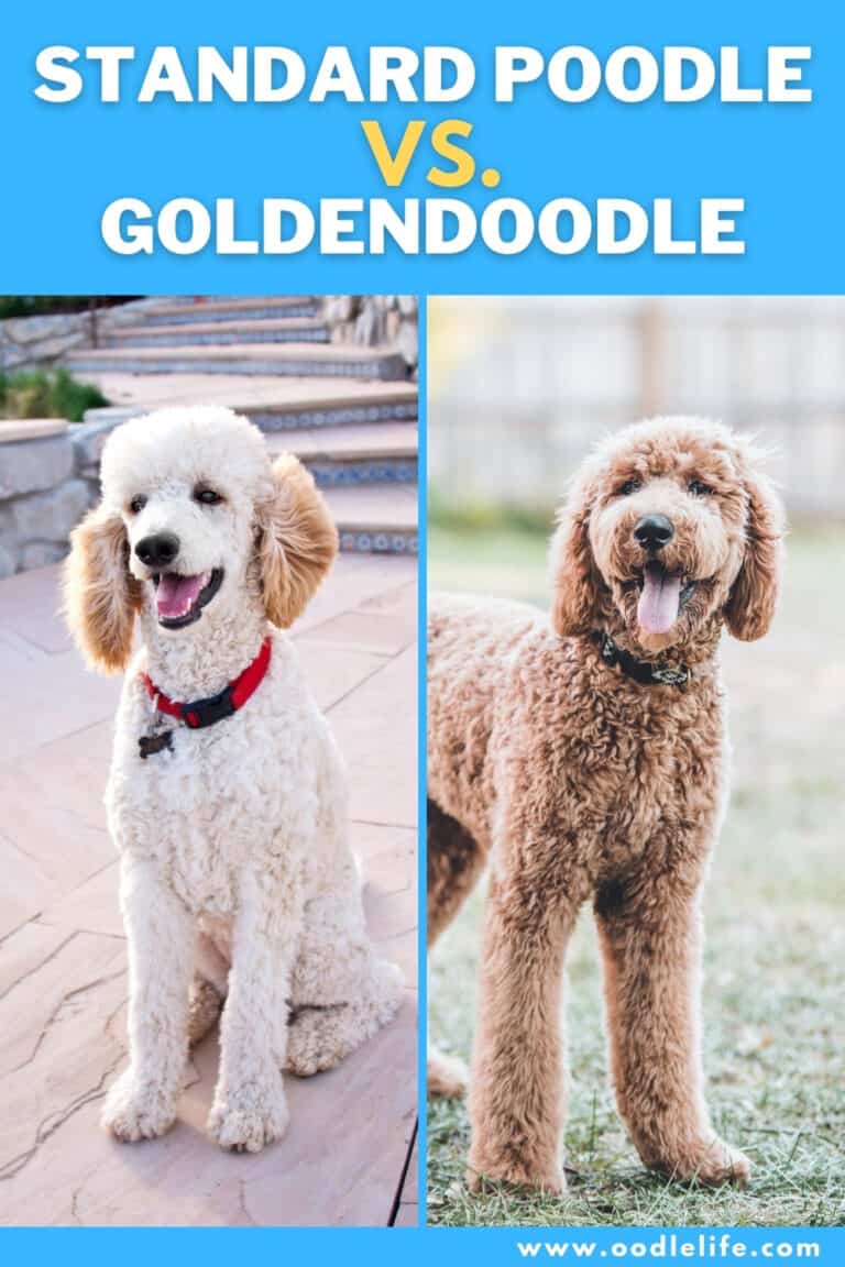 Standard Poodle Vs Goldendoodle [with Photos] - Oodle Life