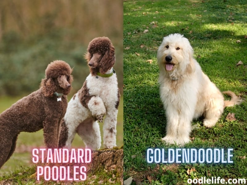 Standard Poodle Mix