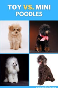 Toy Vs Mini Poodle [Comparison With Photos] - Oodle Life