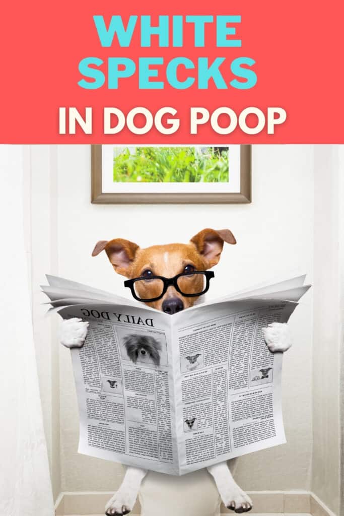 What Are White Spots In Dog Poop
