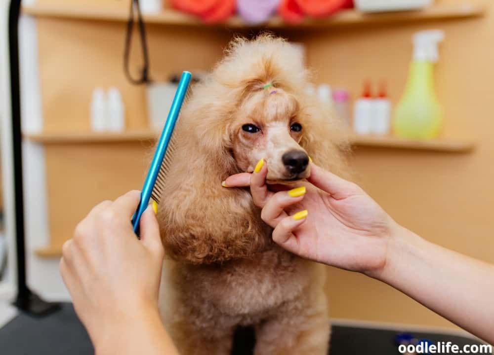 Are Bumps On Poodles Common