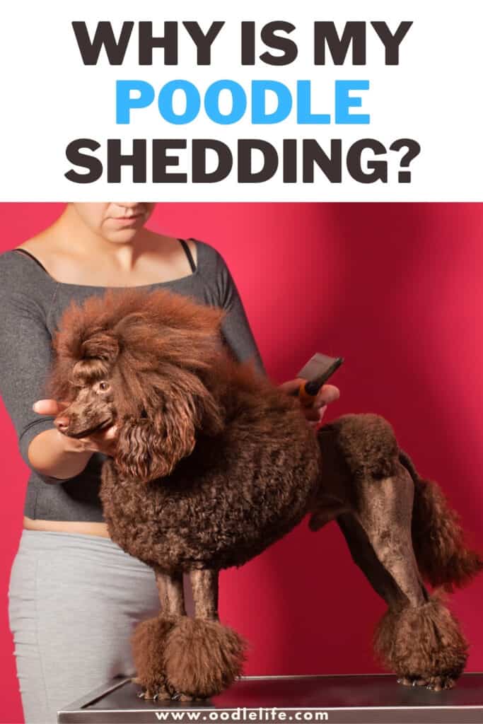 Are Bumps On Poodles Common