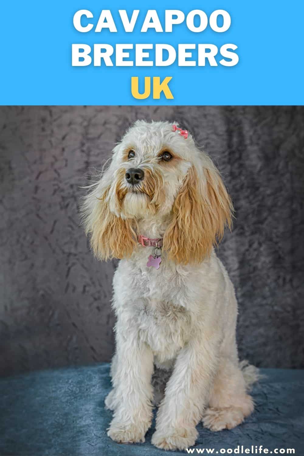 Do You Need A License To Breed Dogs at Henry Copeland blog