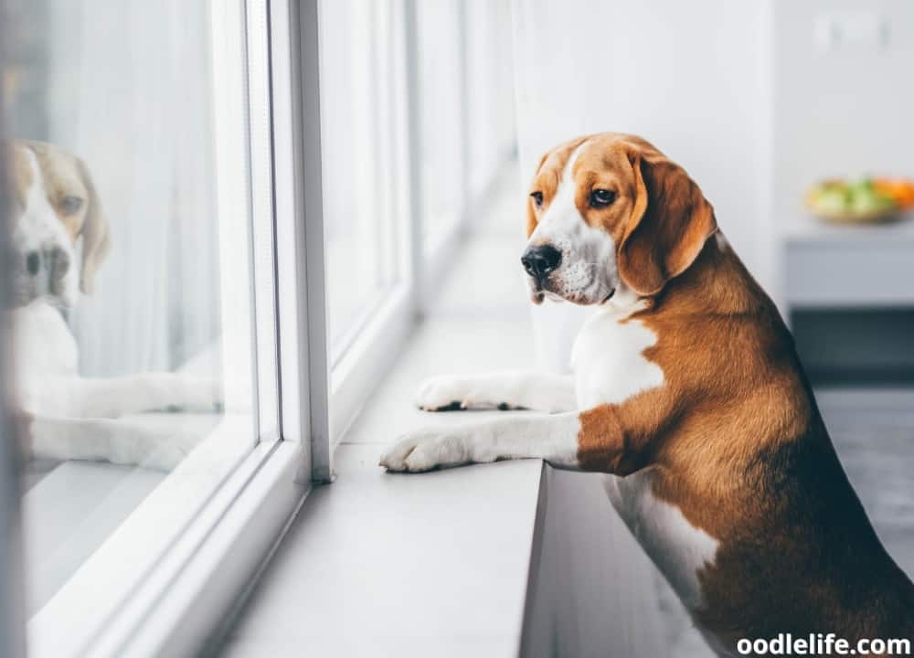 How Long Is A Day For A Dog Oodle Life