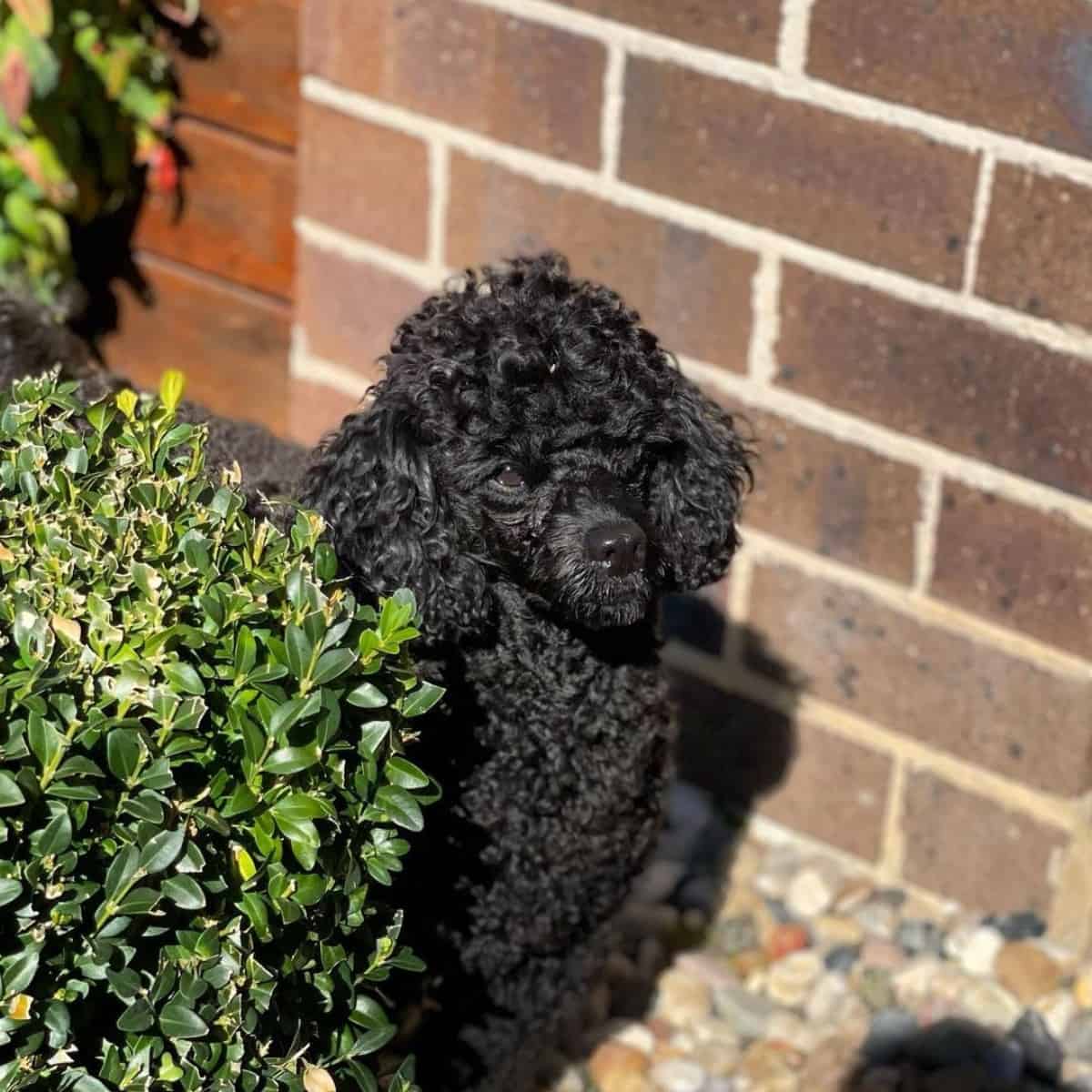 Can Poodles Live Outside? [What You Need To Know] - Oodle Life