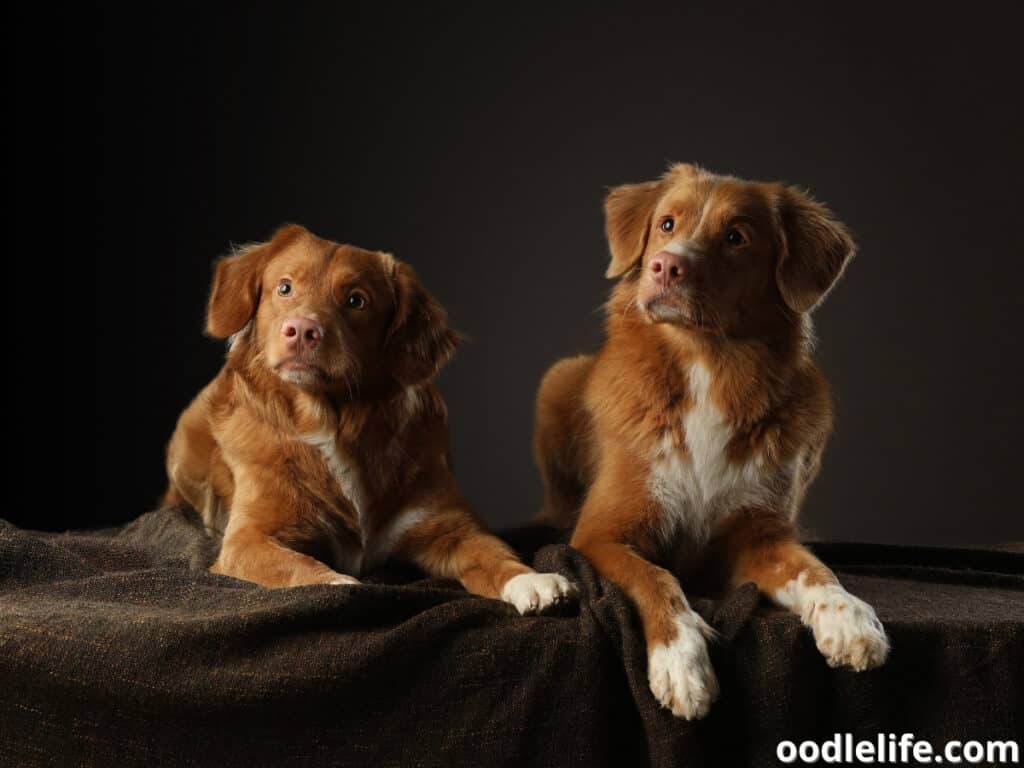 Do Dogs Know When They Meet The Same Breed
