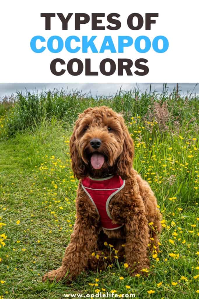 13 Types Of Cockapoo Colors [With Photos] - Oodle Life