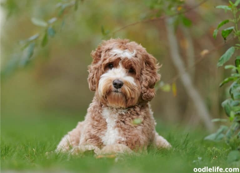 11 Big Dogs With Curly Hair [with Photos] - Oodle Life