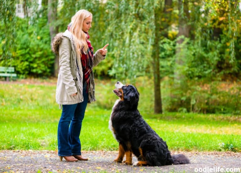 How To Train Your Dog To Ignore Other Dogs? - Oodle Life