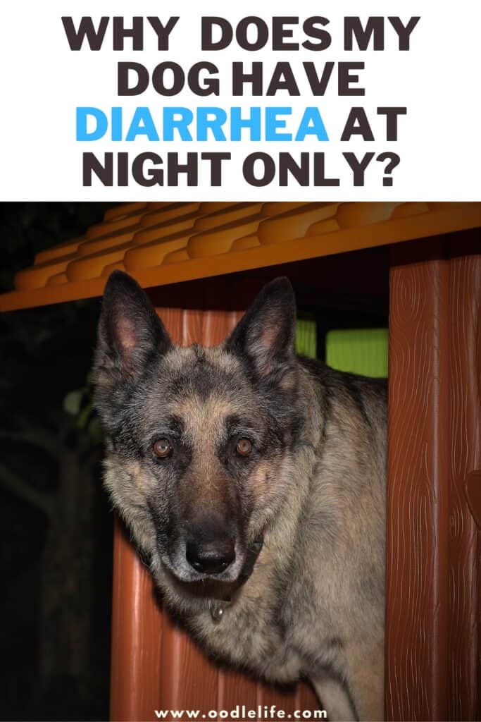 Why Does My Dog Have Diarrhea At Night Only Oodle Life Why Does My Dog Have Diarrhea At Night Only Oodle Life
