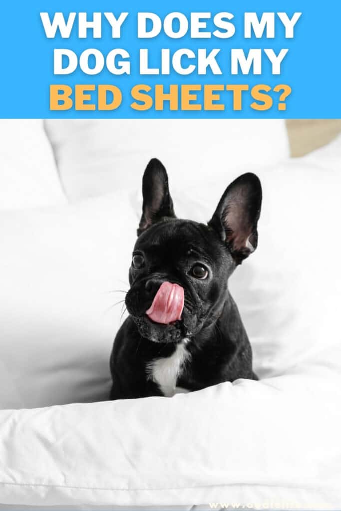 Why Does My Dog LICK My Bed Sheets Explained Oodle Life