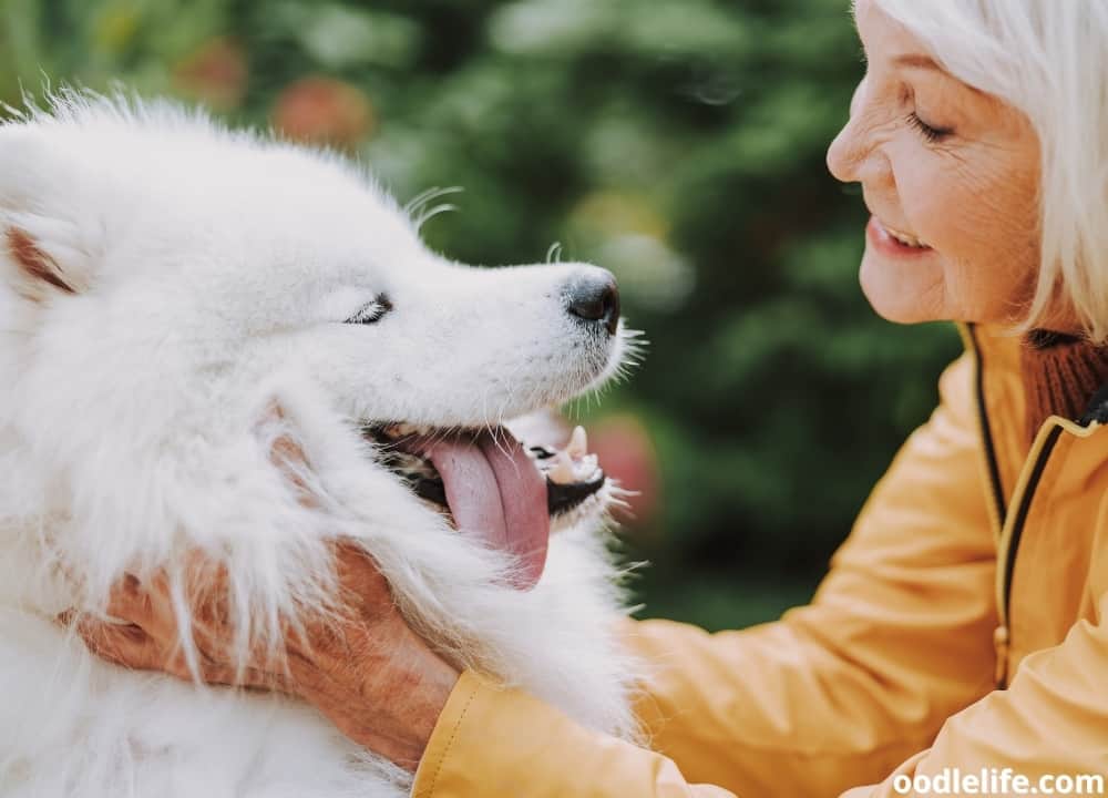 Are Samoyeds Hypoallergenic Dogs? What You Need To Know - OodleLife®