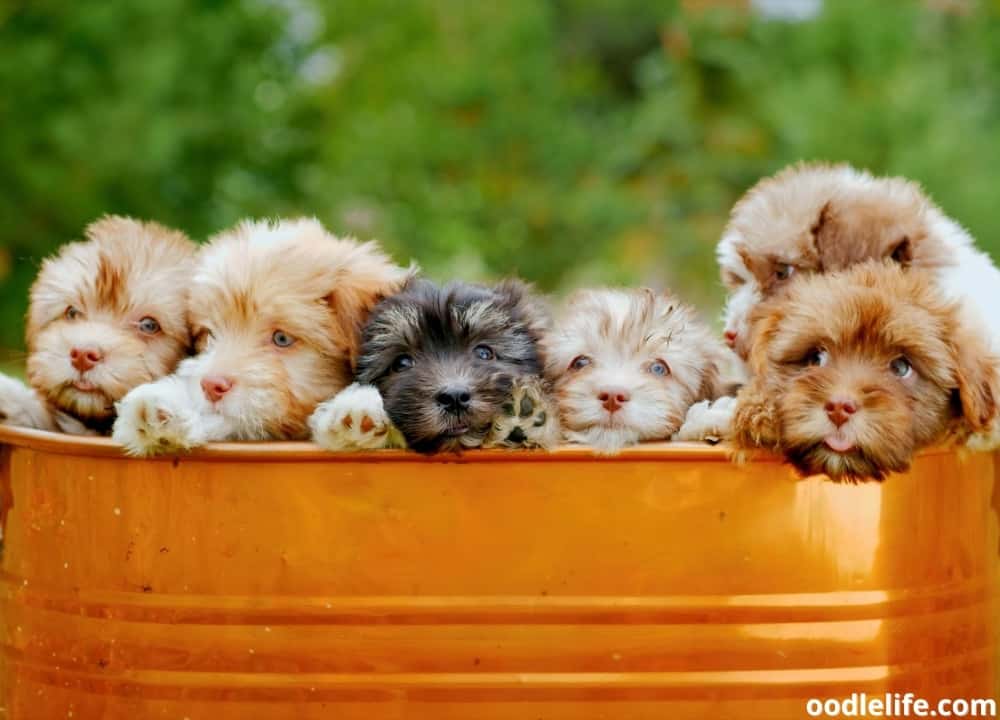 Are Shih Poo Dogs Hypoallergenic