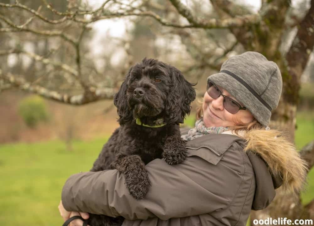 9 Best Doodle Rescues In Ohio (2025 Update) - OodleLife®