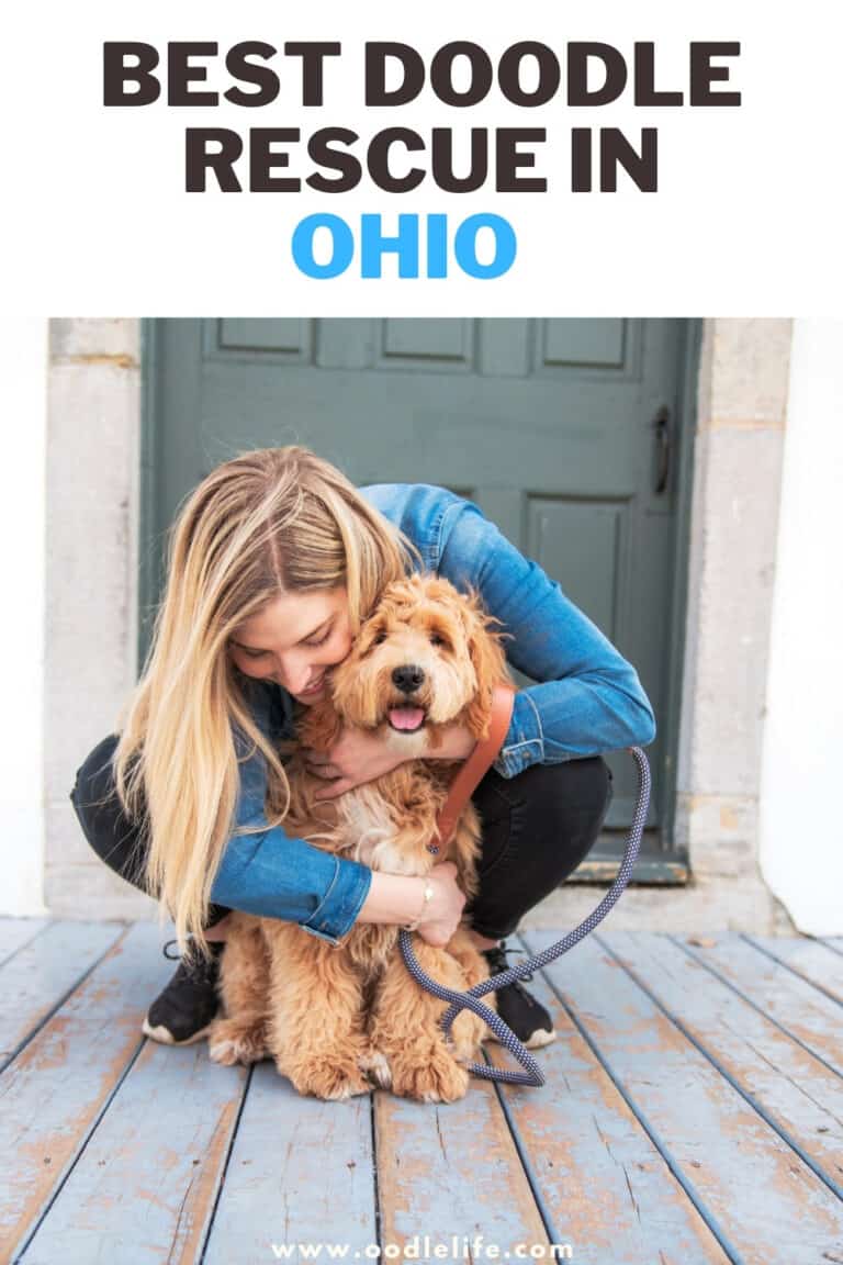 9 Best Doodle Rescues In Ohio (2022 Update) - Oodle Life