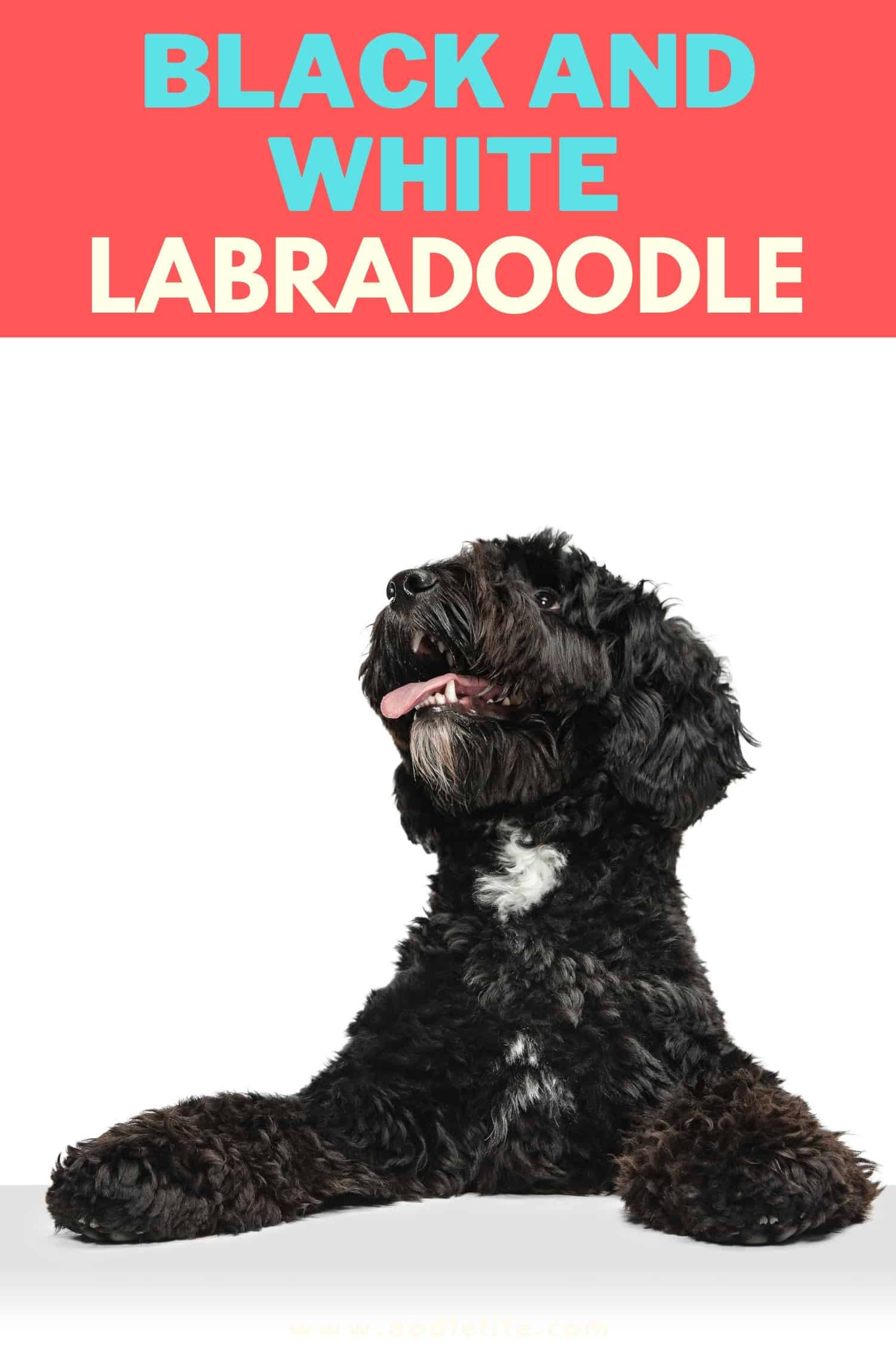 Black And White Labradoodle Guide (With Photos) - Oodle Life