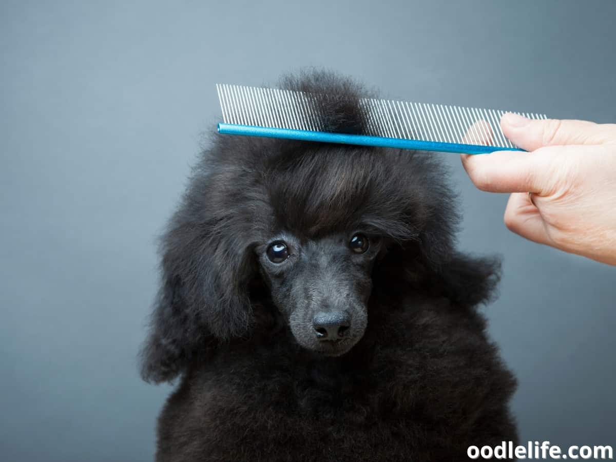 15 Breeds Of Dogs With Wiry Hair (with PHOTOS) - Oodle Life