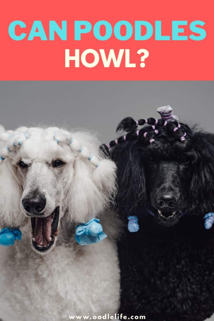 How To Teach A Poodle To Howl