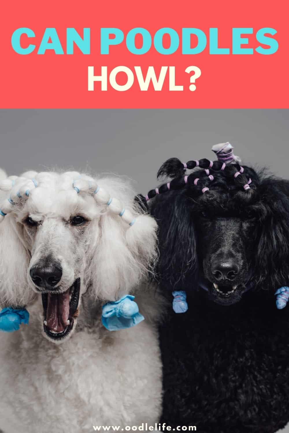 Can Poodles Howl [And Tips To Prevent] - Oodle Life