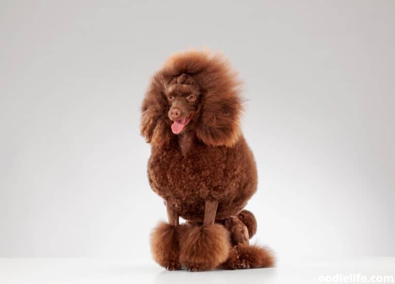 When Is A Toy Poodle Full Grown? (with Photos) - Oodle Life