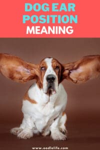 Dog Ear Position Meaning (Dog Ear Positions Chart) + Photos - Oodle Life