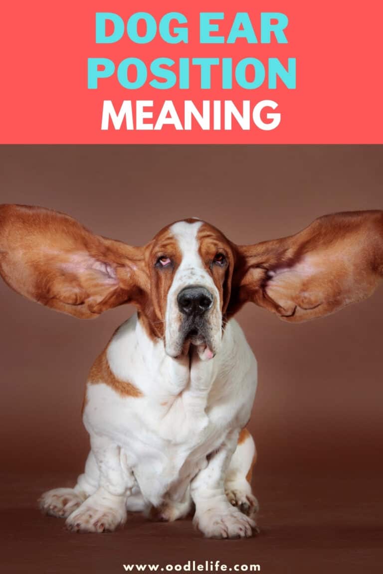 Dog Ear Position Meaning (Dog Ear Positions Chart) + Photos - Oodle Life