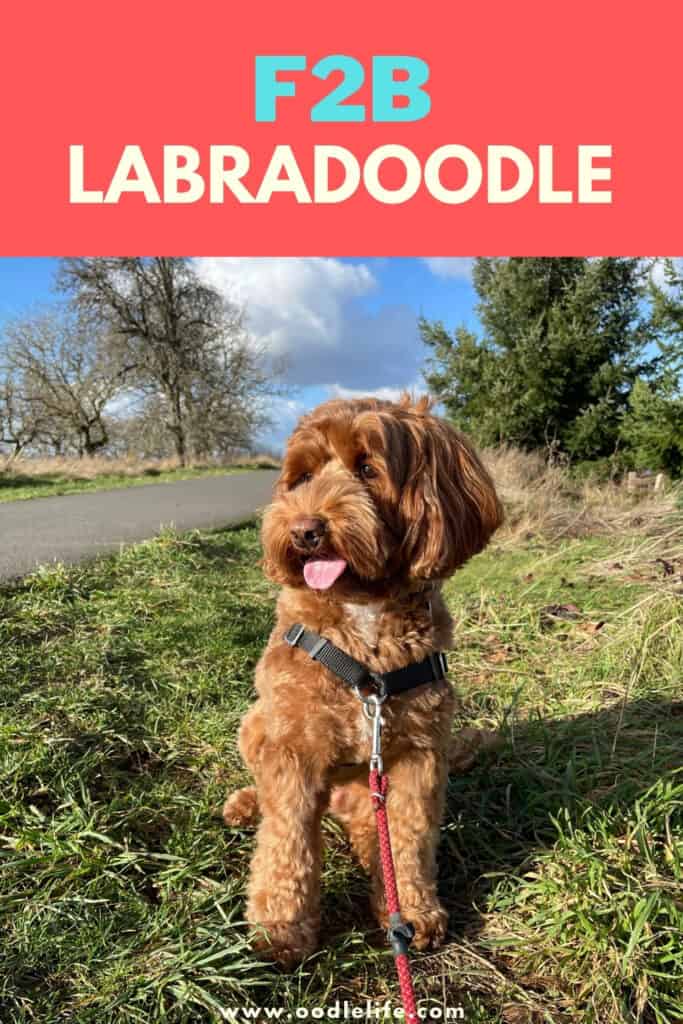 F2B Labradoodle [Complete Guide] + Photos - Oodle Life