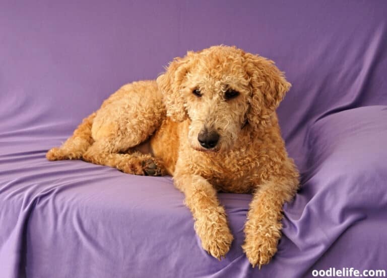 F2B Labradoodle [Complete Guide] + Photos - Oodle Life
