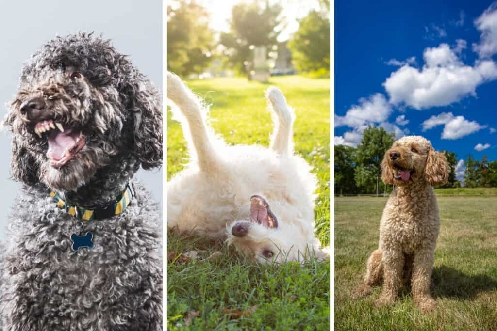 F2B Labradoodle [Complete Guide] + Photos - Oodle Life