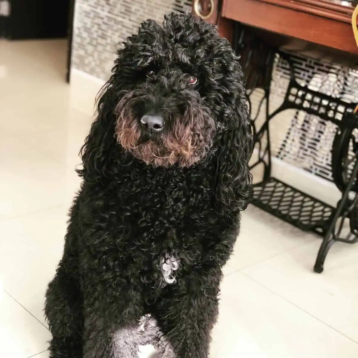 F3 Labradoodle [Complete Guide] + Photos - OodleLife®